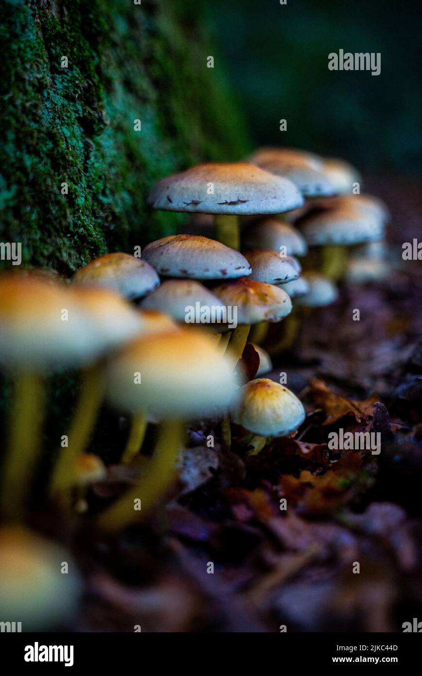 Funguses hi-res stock photography and images - Alamy