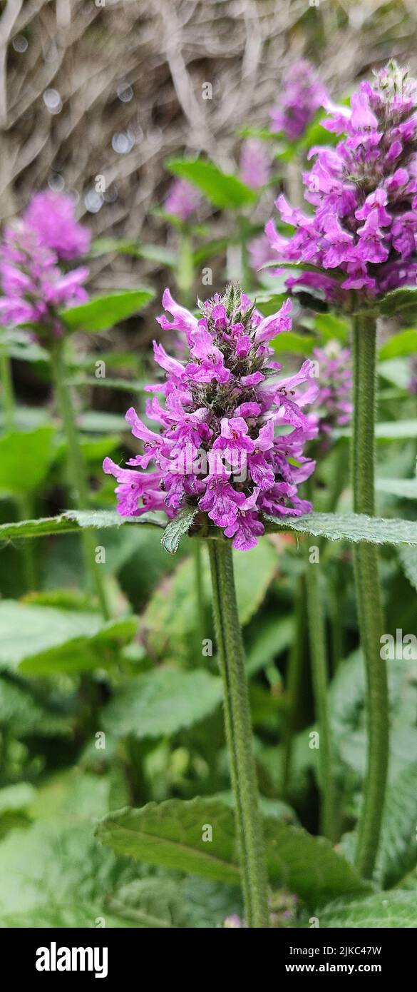 Betonica officianalis hi-res stock photography and images - Alamy