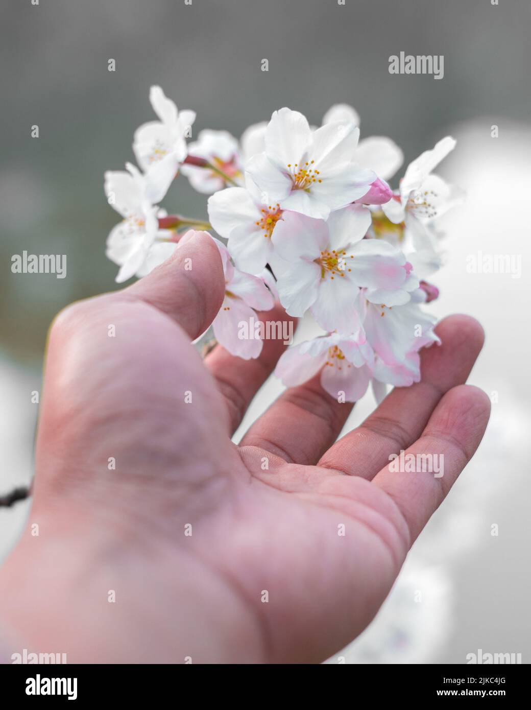 A vertical view of a hand holding delicate sakura flowers Stock Photo ...