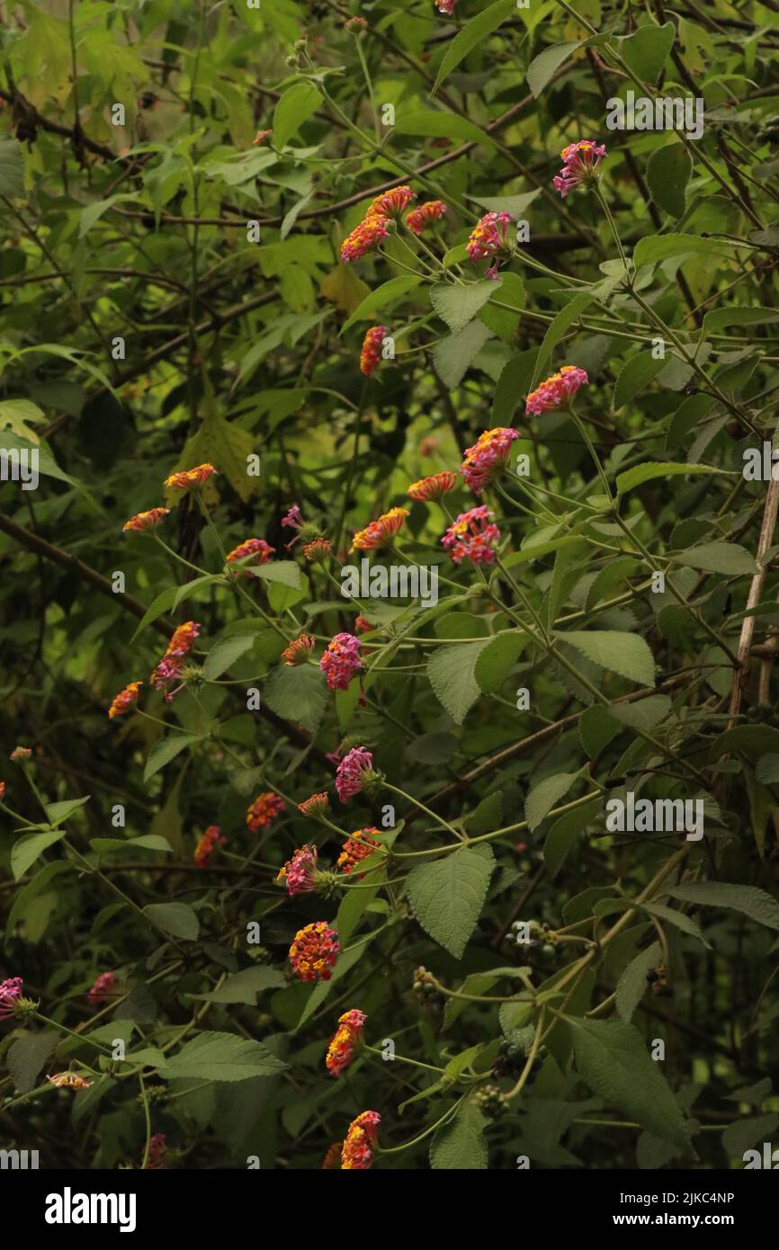 Bright flowers of common lantana blooming on green shrub Stock Photo ...
