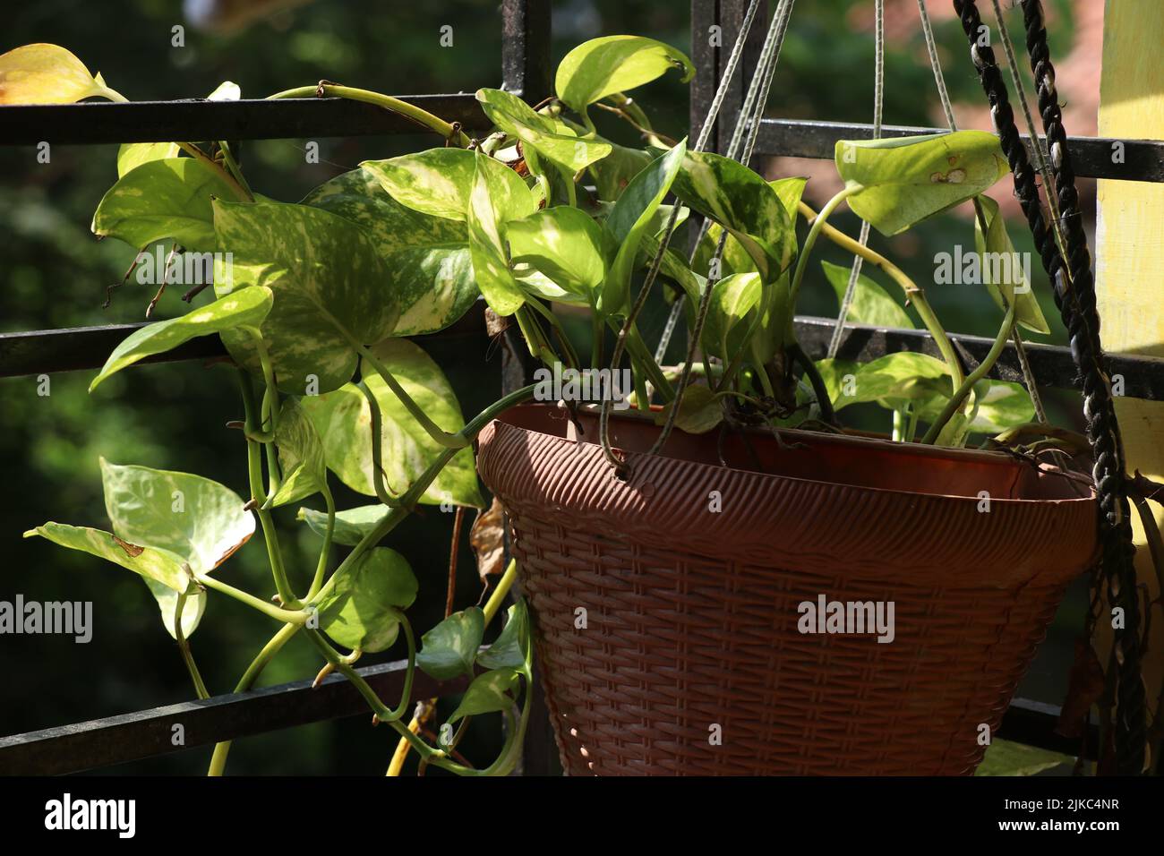 A closeup of potted Ceylon creeper in the yard Stock Photo - Alamy