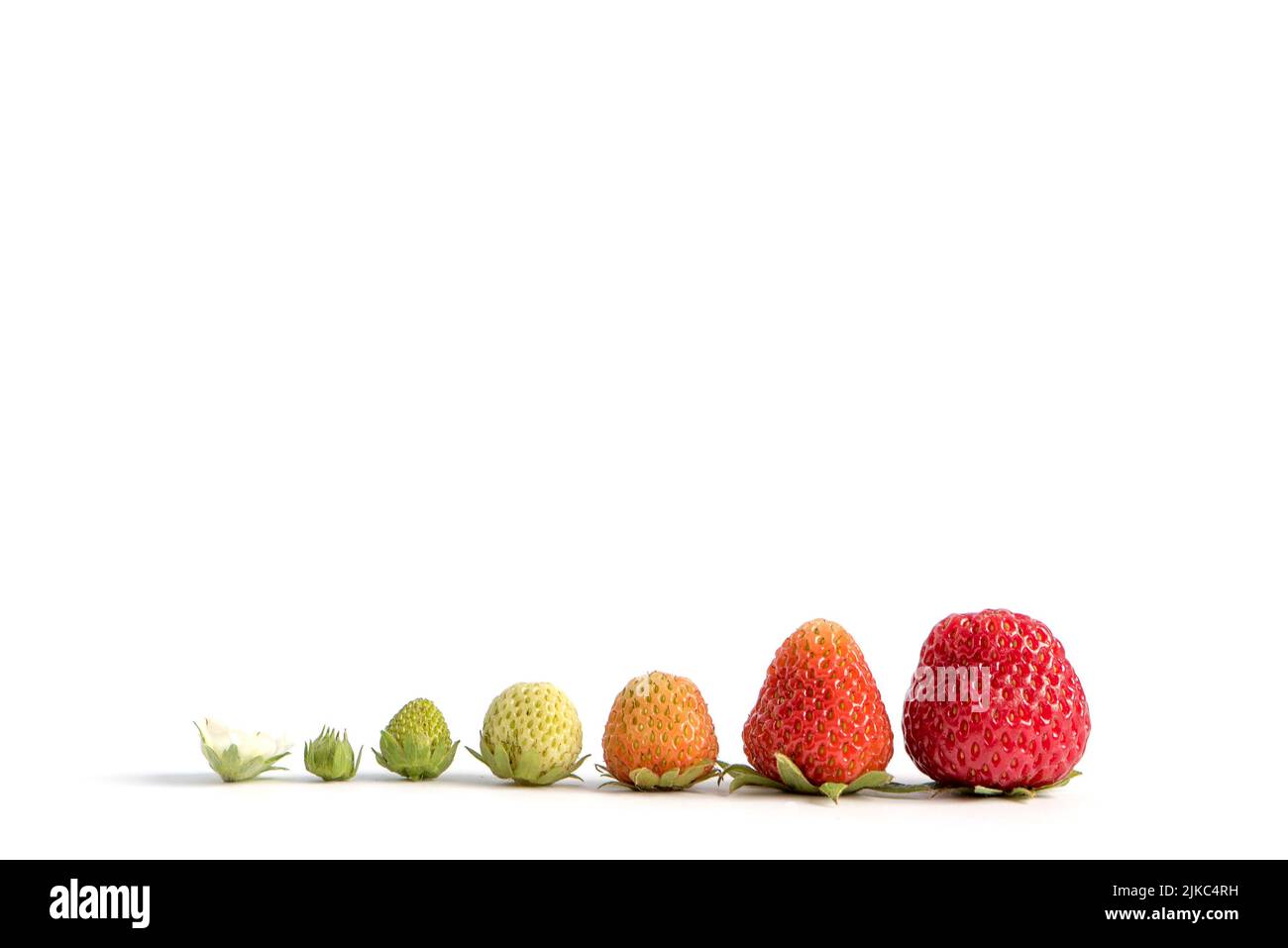 Strawberry growth isolated on white background Stock Photo - Alamy