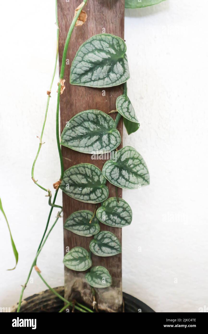 monstera dubia, araceae or m dubai or monstera plant Stock Photo - Alamy