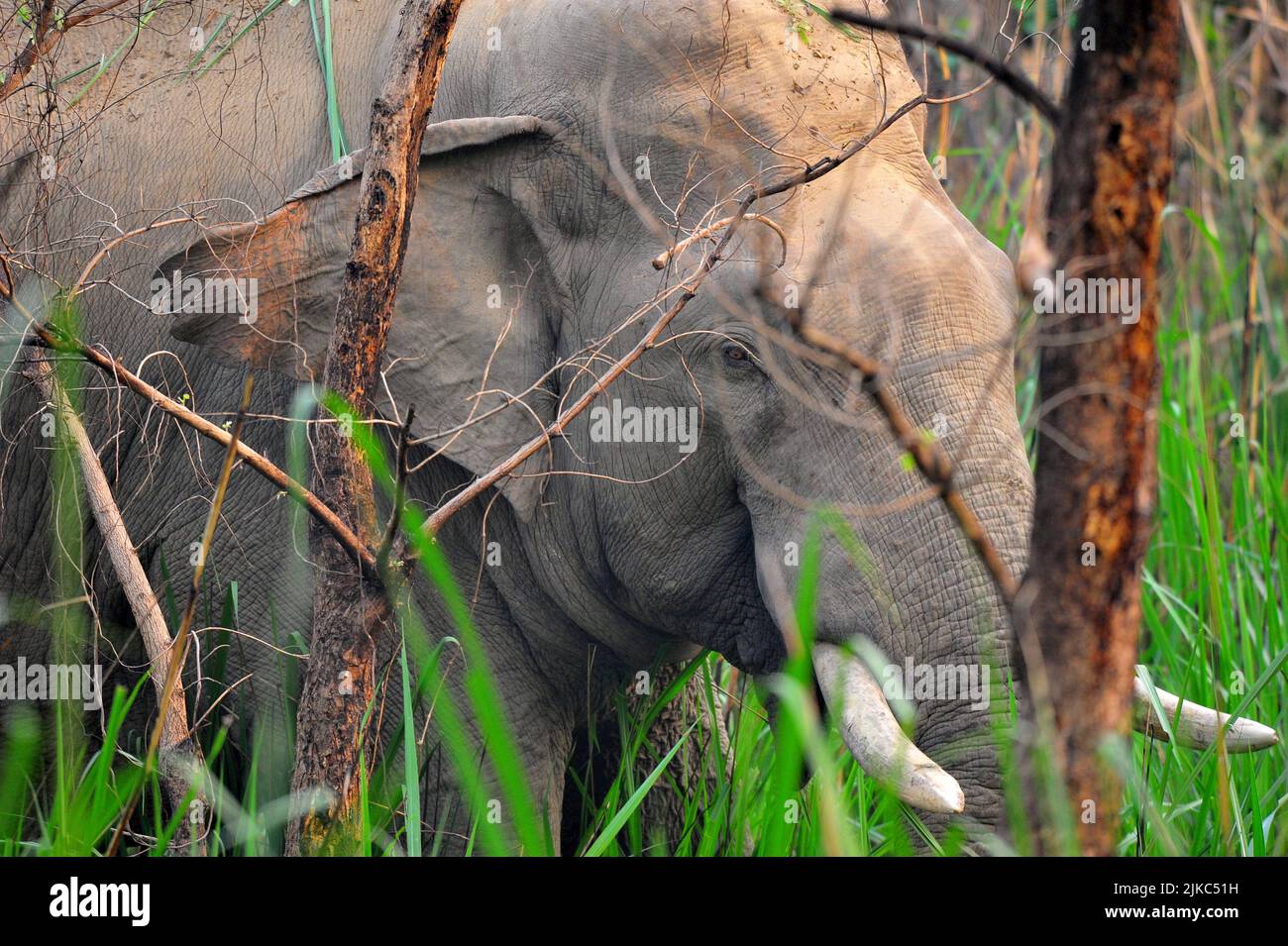 A wild asian elephant bull in the jungle of Chitwan National Park ...