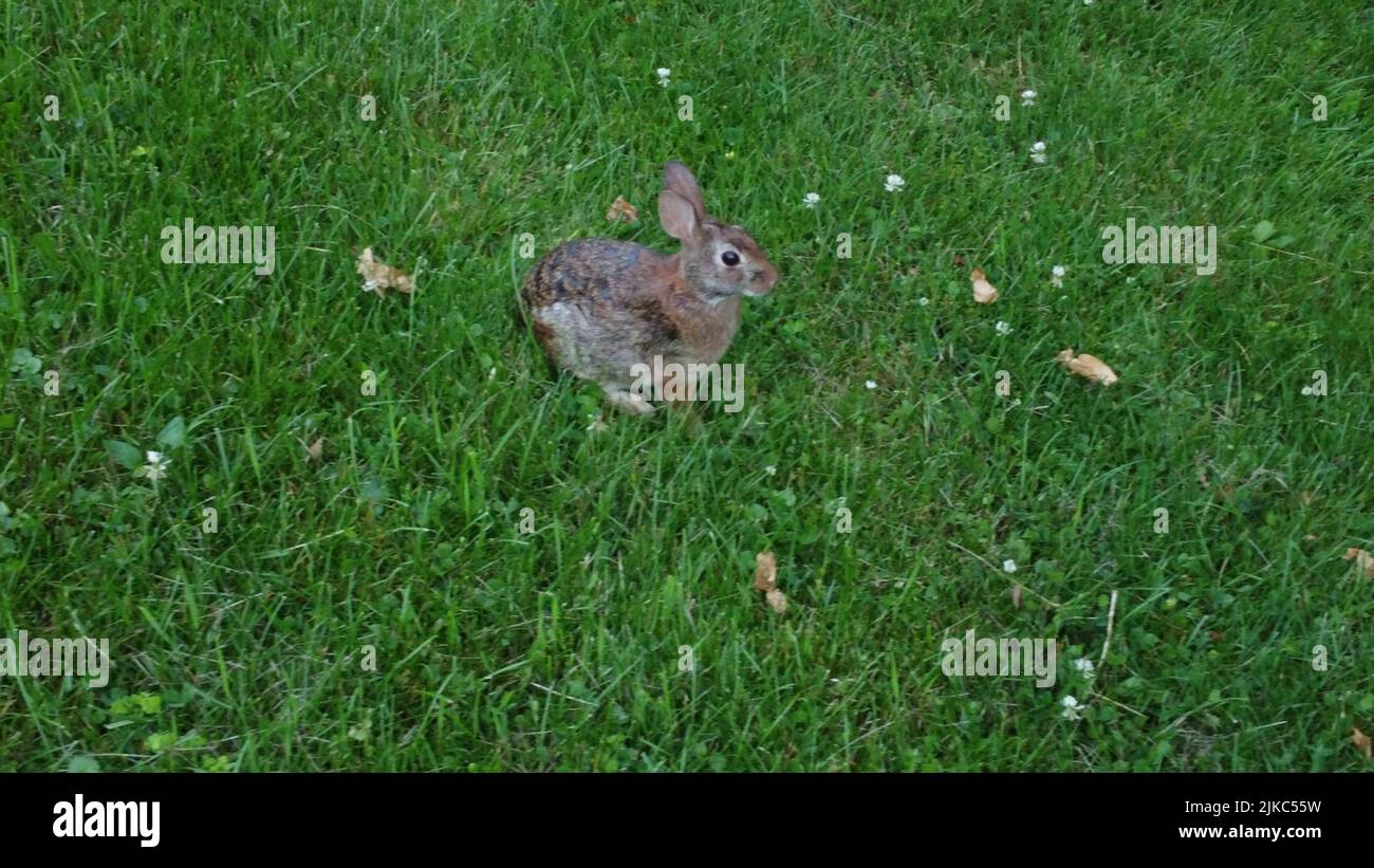 A closeup shot of a cute rabbit on a green grass Stock Photo - Alamy