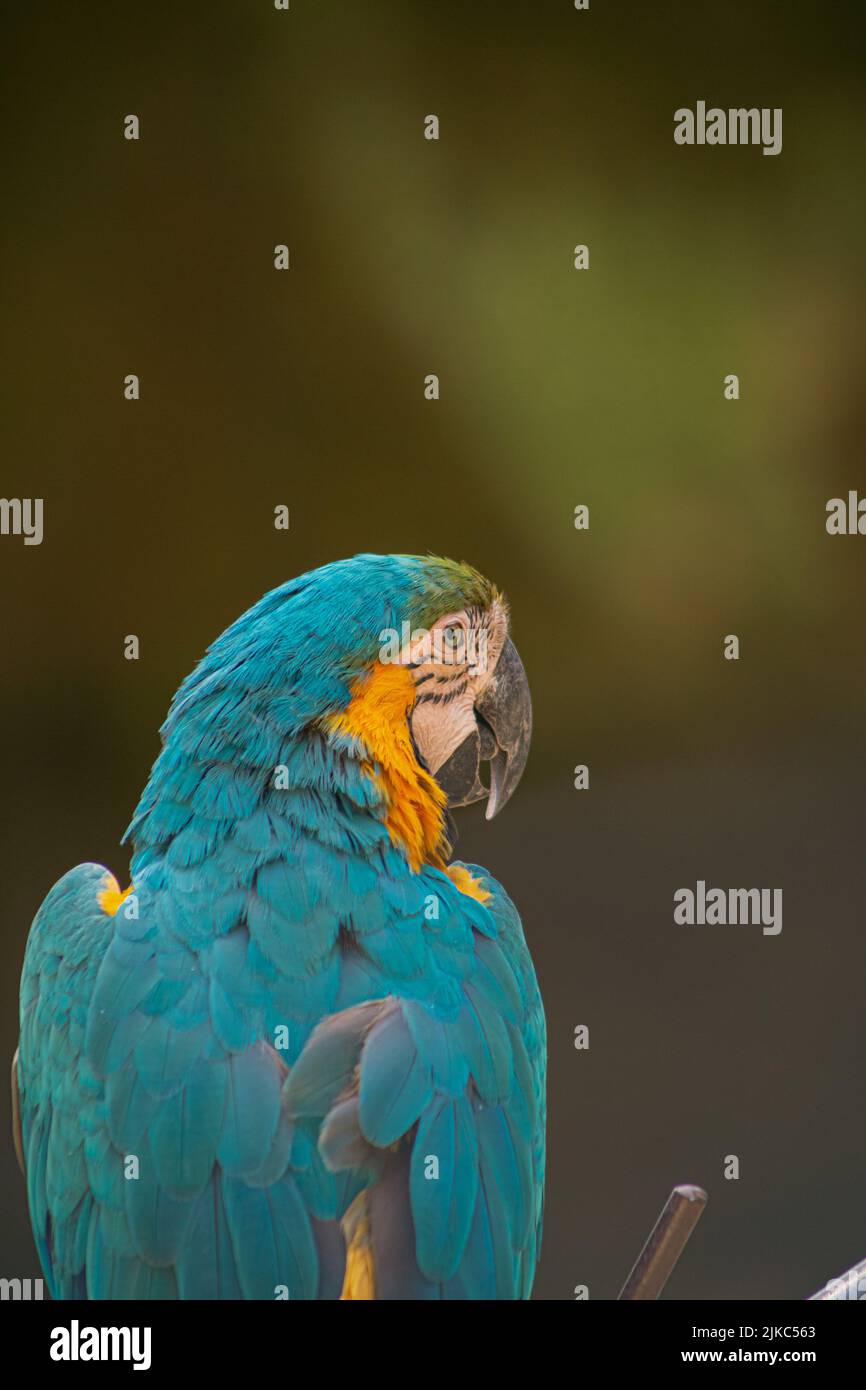 A back view of scarlet macaw isolated in blurred background Stock Photo ...