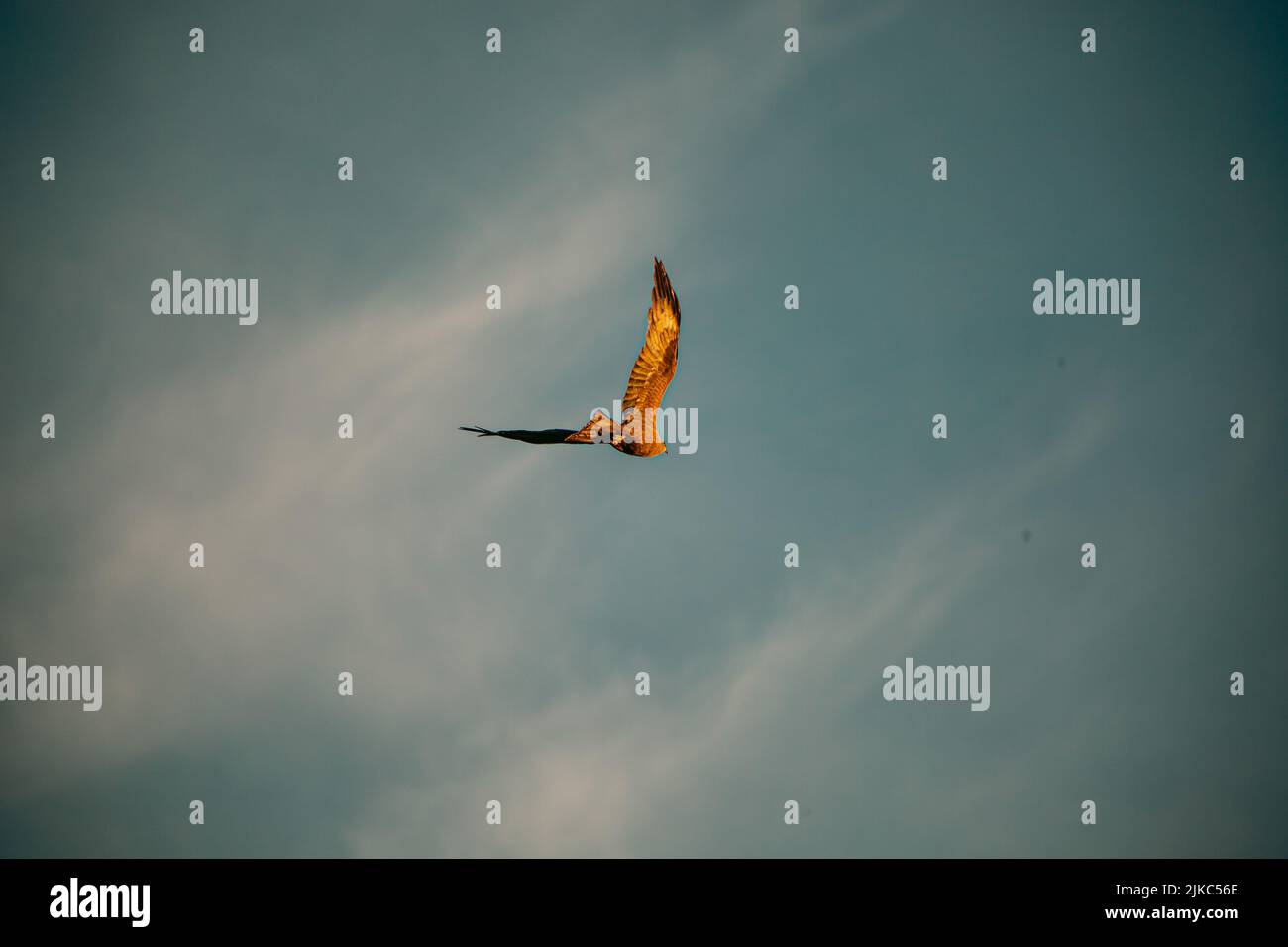 A back view of bird flying in blue bright sky Stock Photo - Alamy