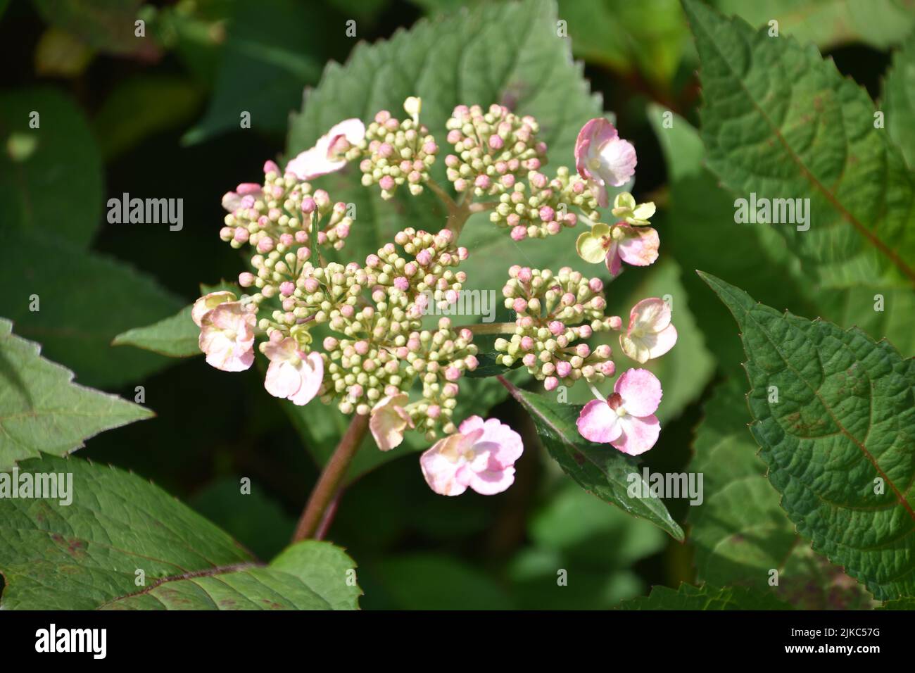 Very pretty white and pink flowering hydrangea bush blooming in the ...