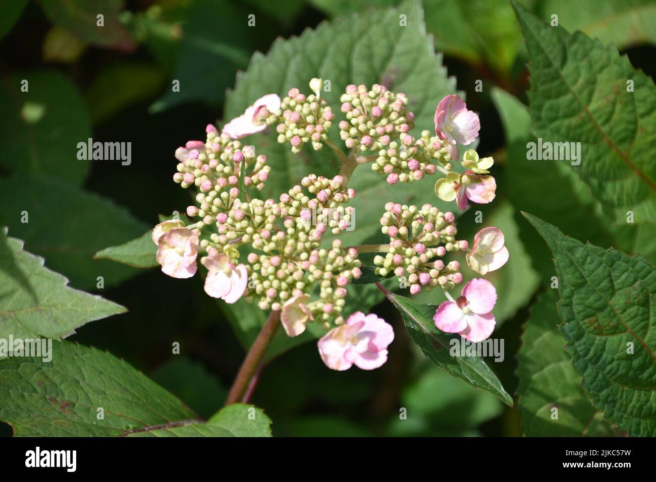 Budding and flowering bigleaf hydrangea bush ready for flowers to open ...
