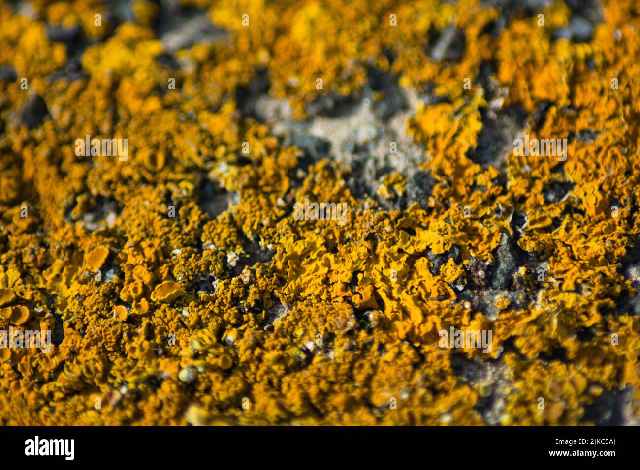 Yellow lichen growing on rock surface Stock Photo - Alamy