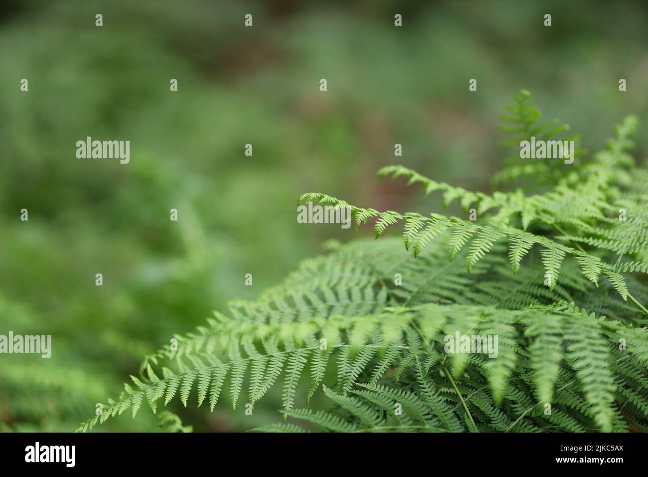 Amazing shot of green ferns growing in a forest in Austria ideal as a ...