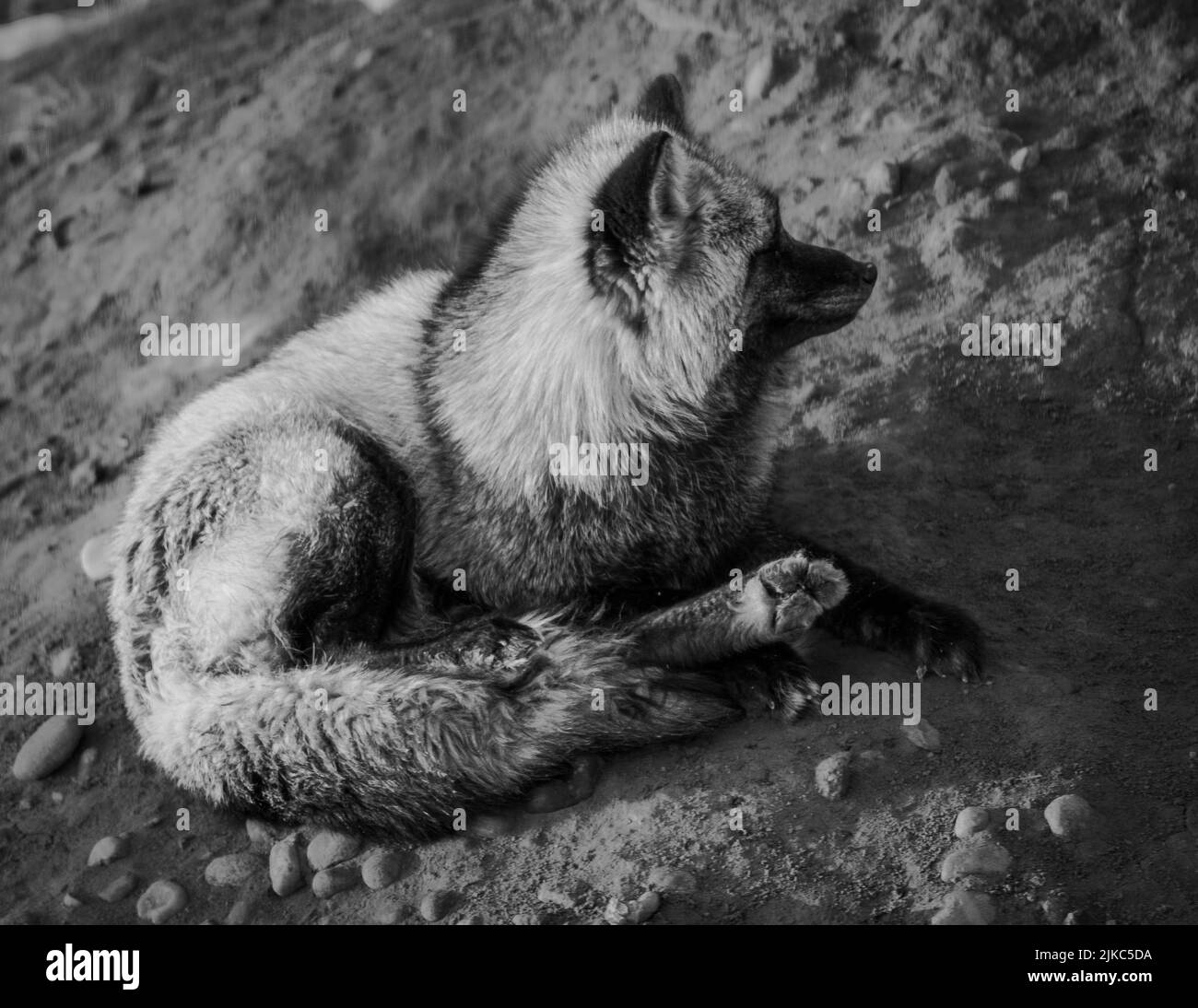 The grey fox Black and White Stock Photos & Images - Alamy