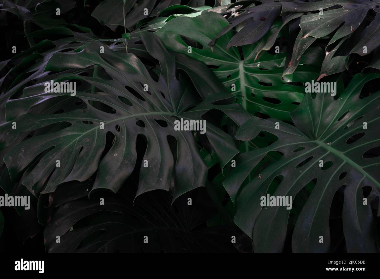 Tropical Monstera Deliciosa leaves background Stock Photo - Alamy