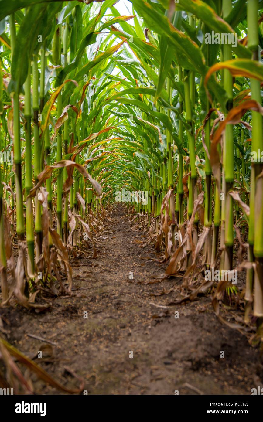 Vertical low angle shot of corn field between rows of crop Stock Photo ...