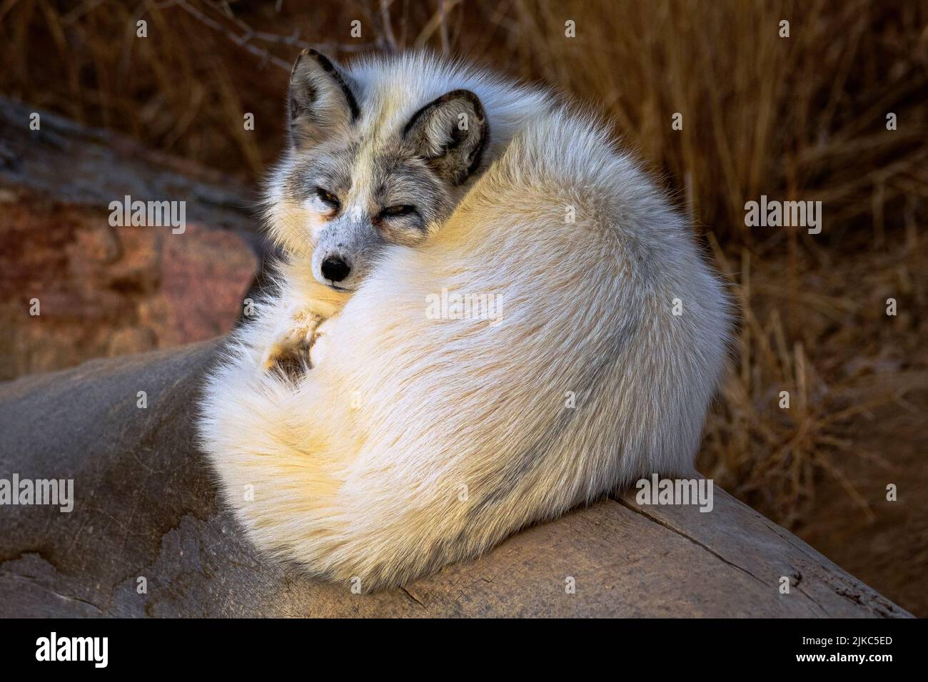 Arctic fox curled hi-res stock photography and images - Alamy