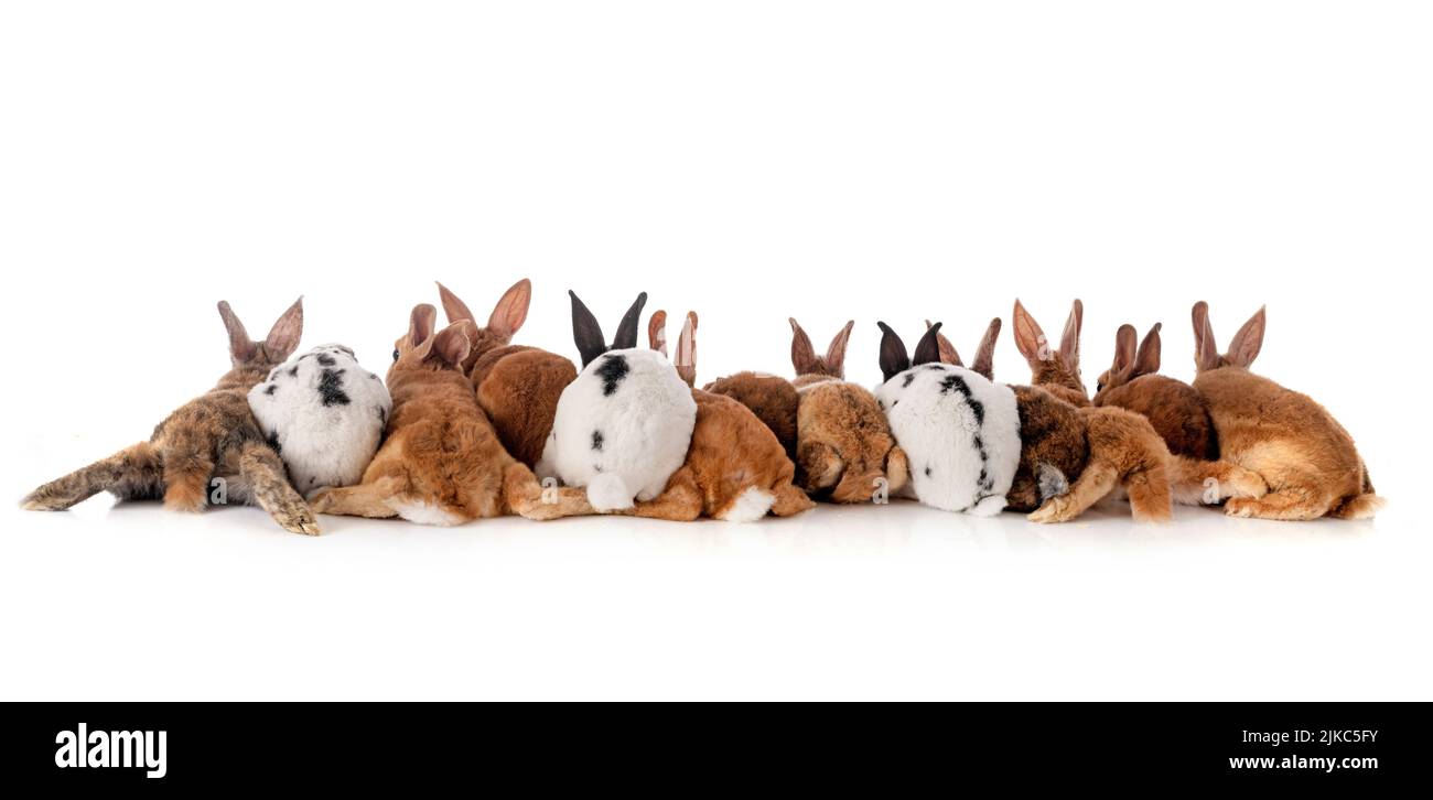 group of rex rabbits in front of white background Stock Photo - Alamy