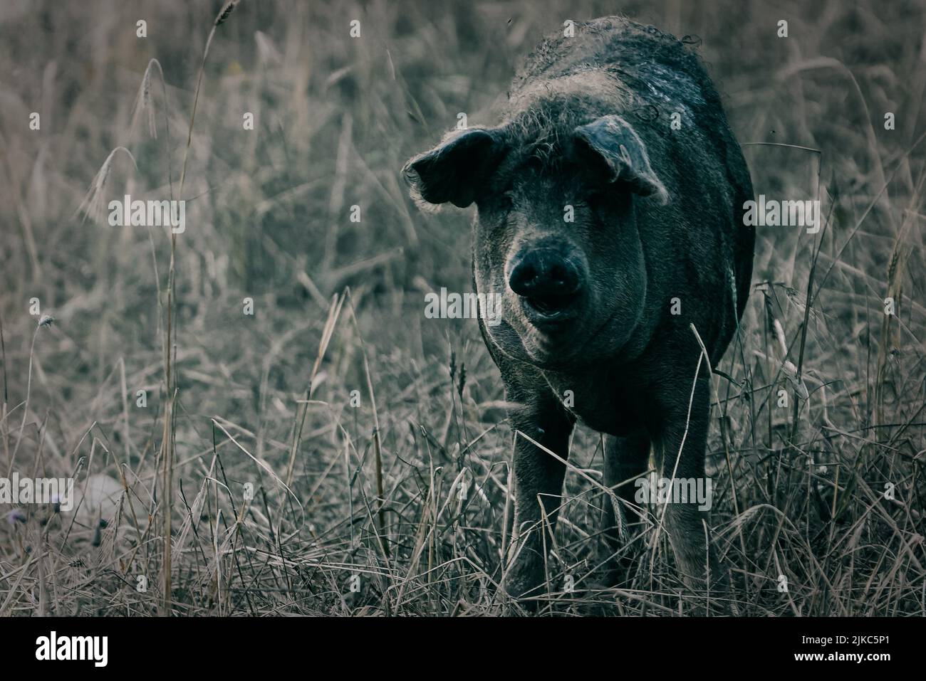 pig on a field eating stuff Stock Photo - Alamy