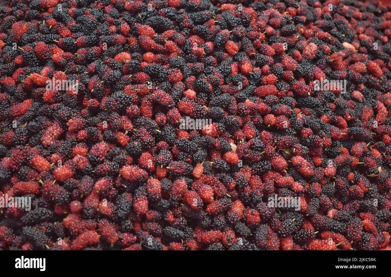 A closeup view a pile of Ripped Mulberry fruits during day. Texture or ...