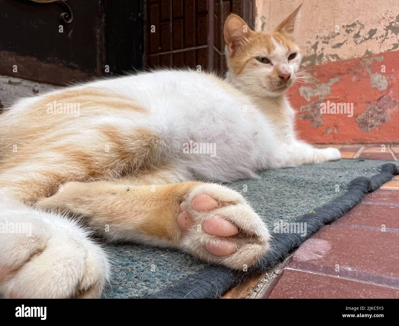 Ginger cat laying down outside hi-res stock photography and images - Alamy