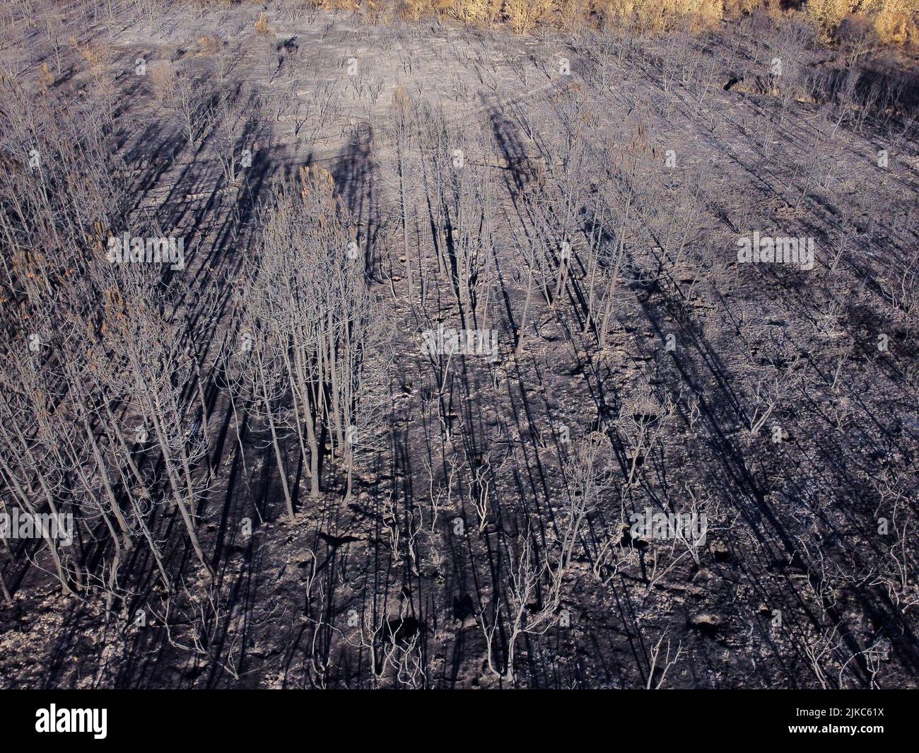 Aerial photo of a burnt forest, Galicia. Spain Stock Photo - Alamy