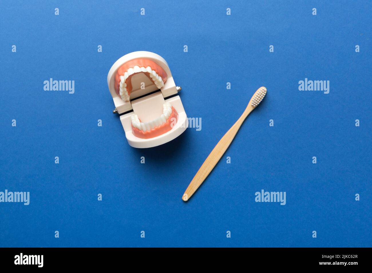 Closeup model of a human jaw with white teeth and Toothbrush. Dentistry ...