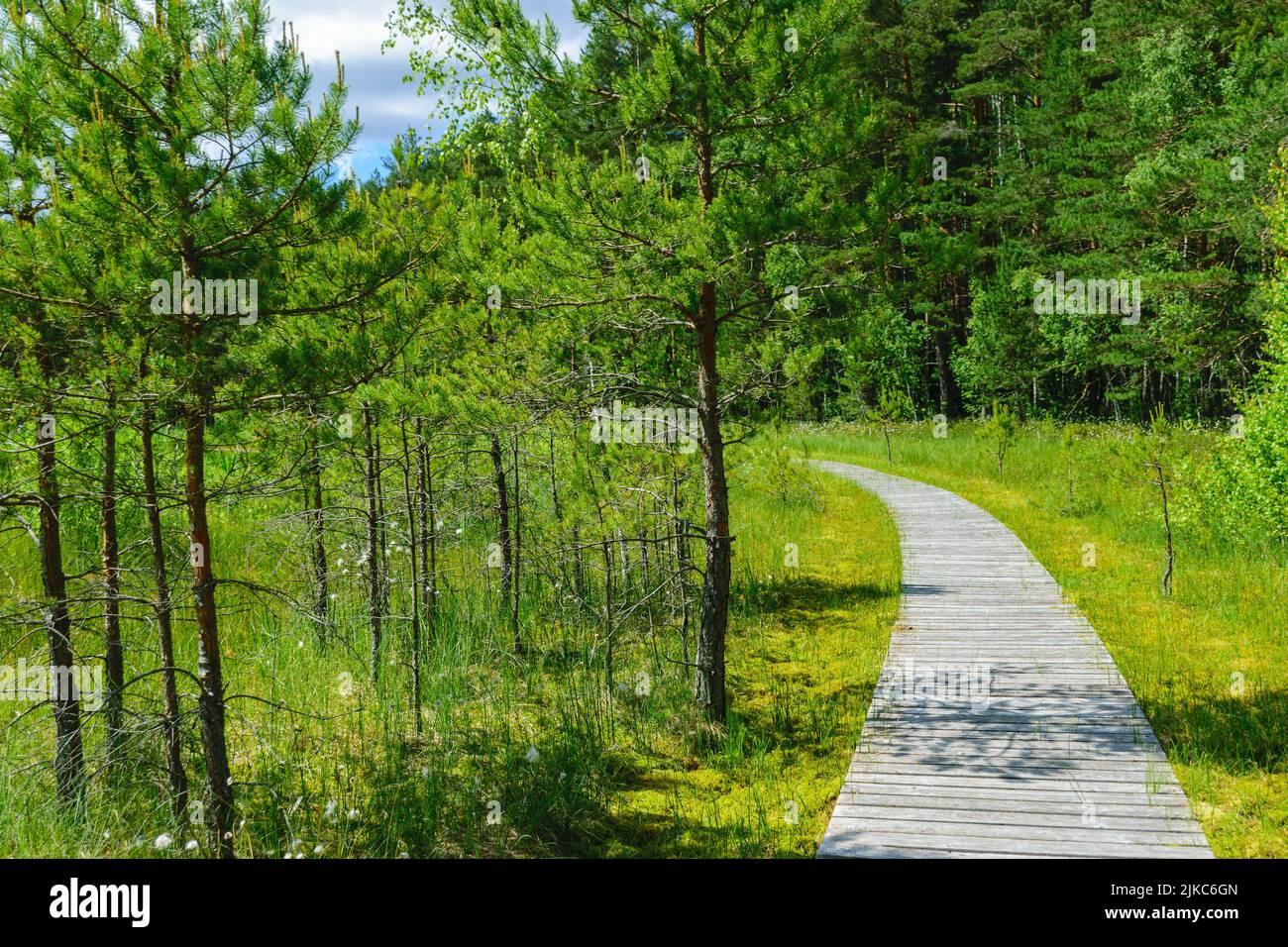 wooden footbridges, swampy lake shore, marsh plant vegetation, Lake ...
