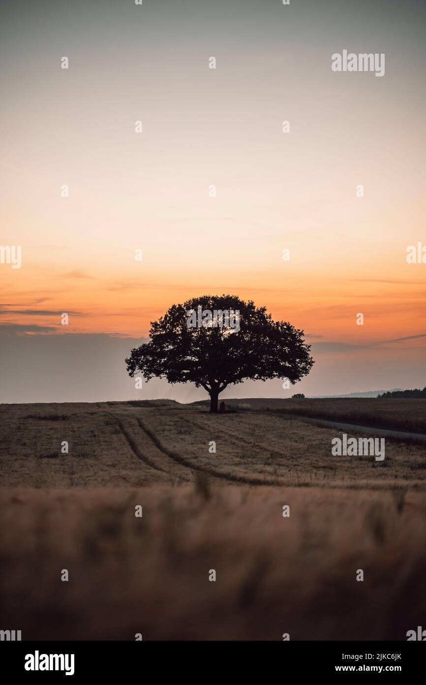 A lonely tree in a field on the sunset Stock Photo - Alamy