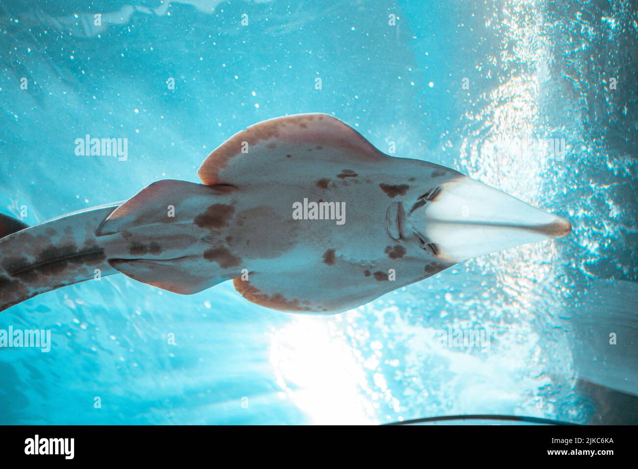An eastern shovelnose ray (Aptychotrema rostrata) under the water Stock ...