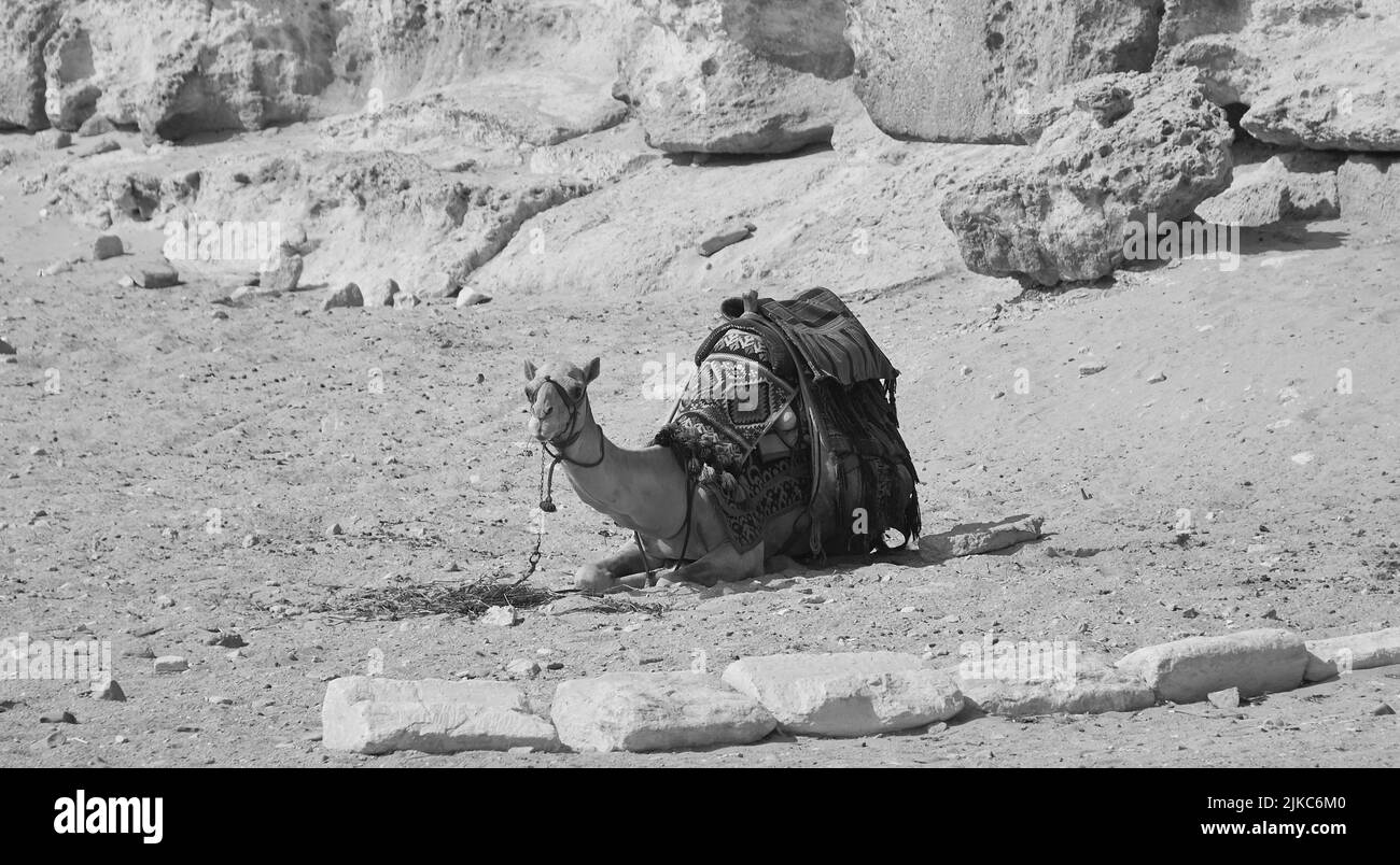 Camel black and white hi-res stock photography and images - Alamy