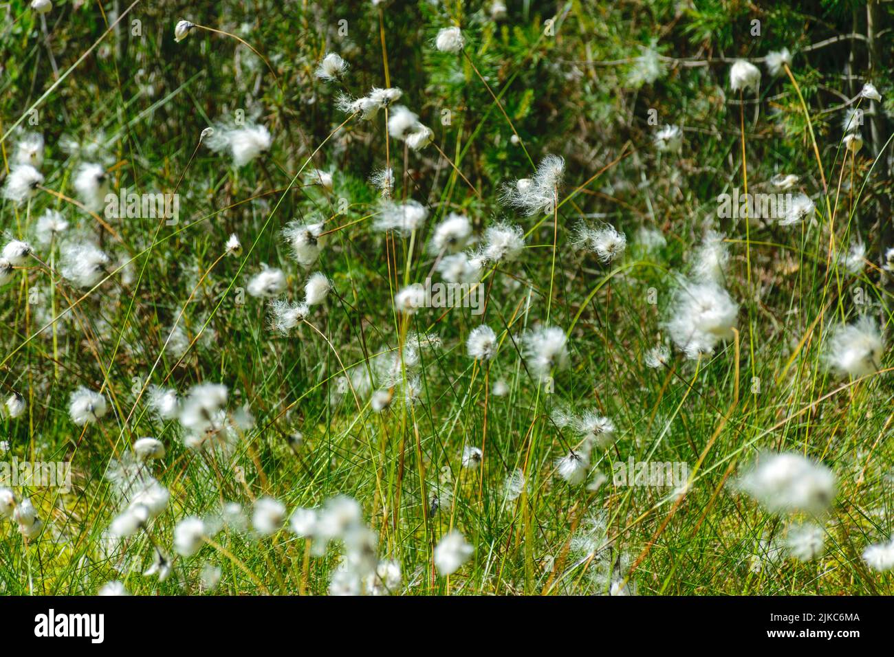 summer landscape with a swampy lake shore, plant vegetation ...