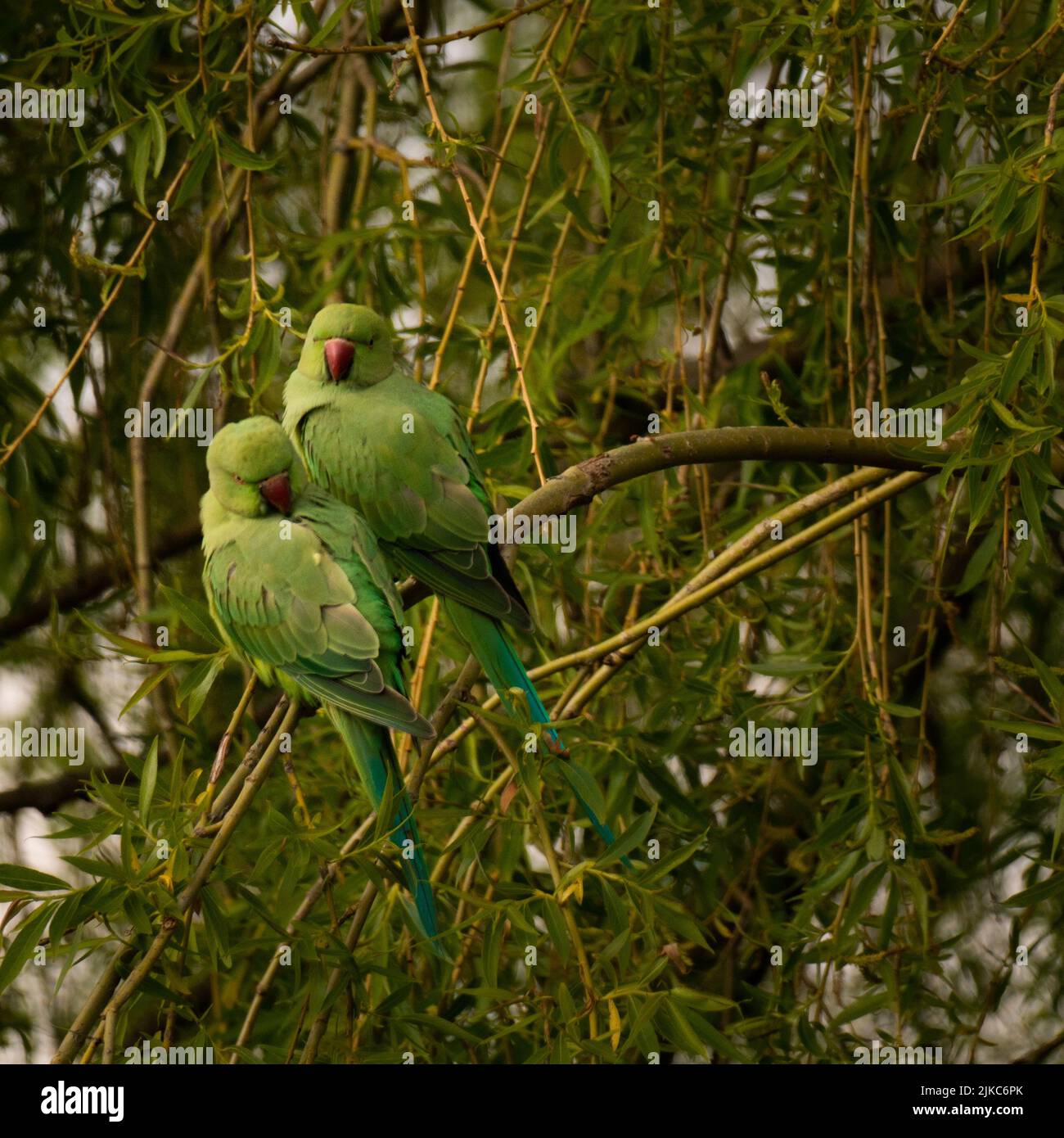 Two rose-ringed parakeet (Psittacula kramer) also called Indian ...