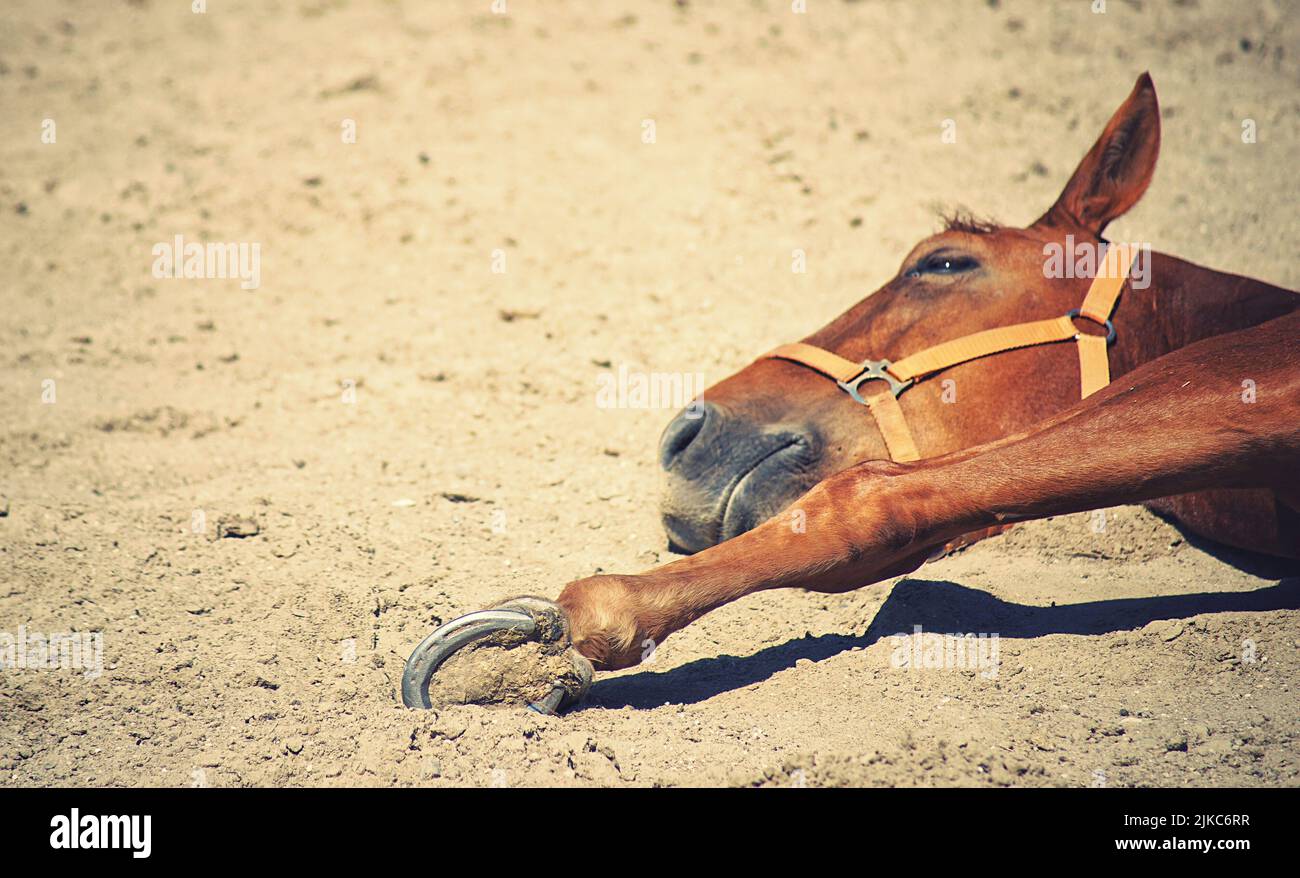 Tired horse hi-res stock photography and images - Alamy