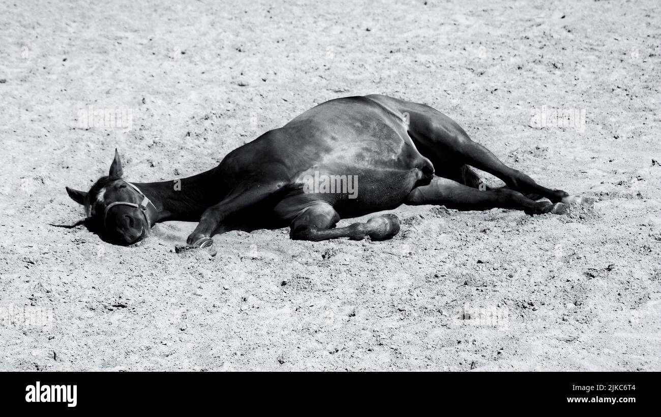 A closeup shot of a horse lying tired on the ground in grayscale Stock ...