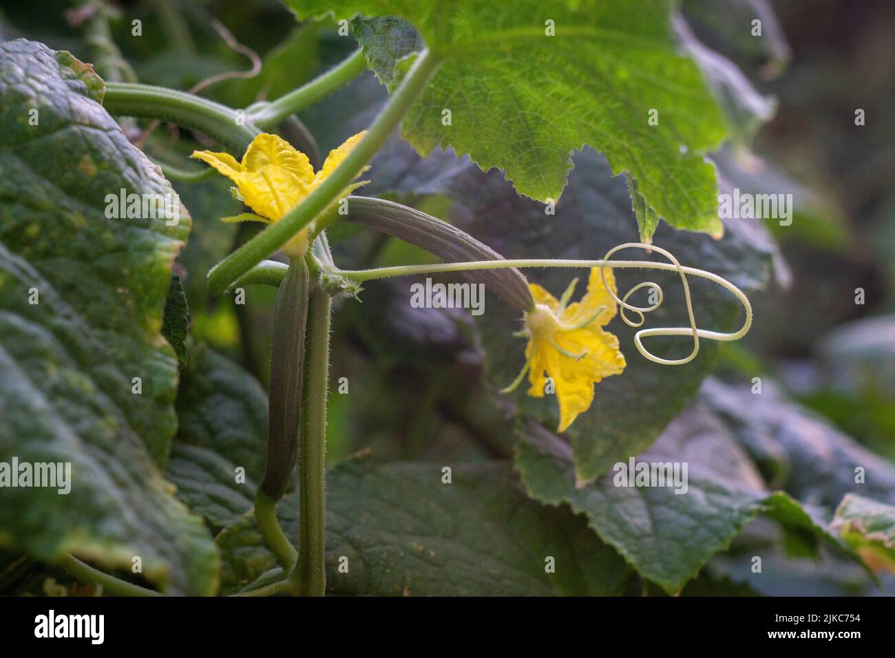 Closeup yellow cucumber flower hi-res stock photography and images - Alamy
