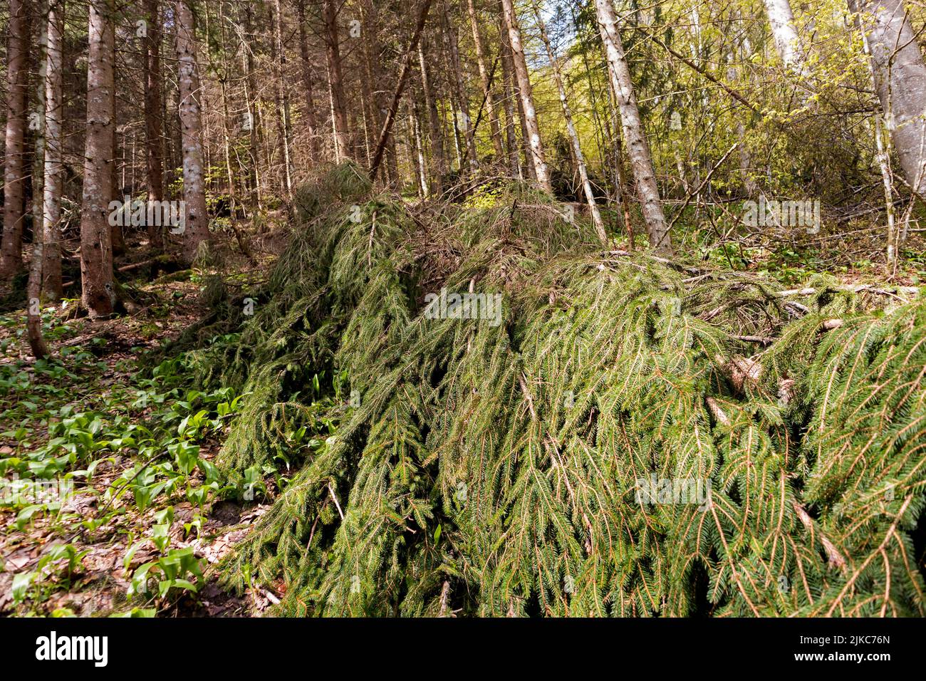 Windblown trees hi-res stock photography and images - Alamy