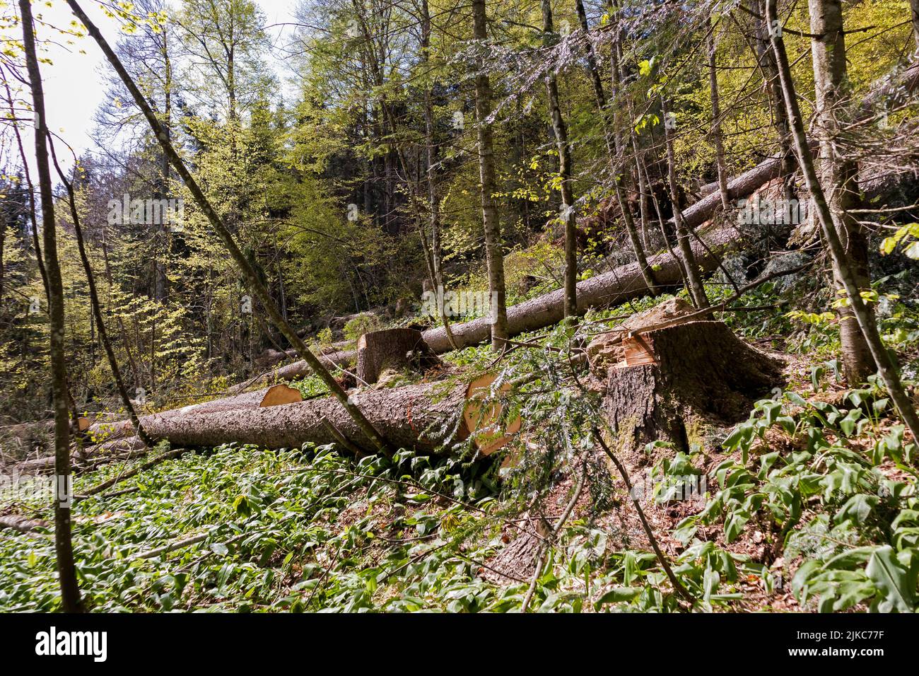 Windblown trees hi-res stock photography and images - Alamy