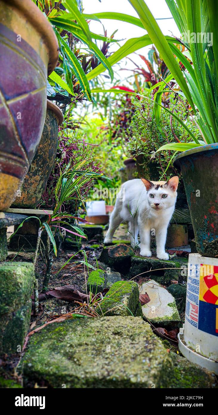 A vertical close-up shot of a cute white cat in the middle of the ...