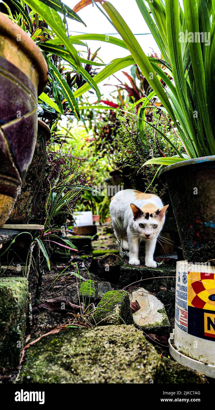 A vertical close up shot of a cute white cat in the middle of the ...