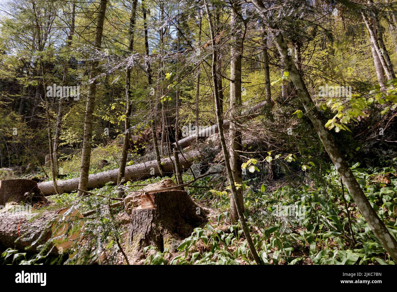 Windblown trees in the forest after strong storm and snow Stock Photo ...