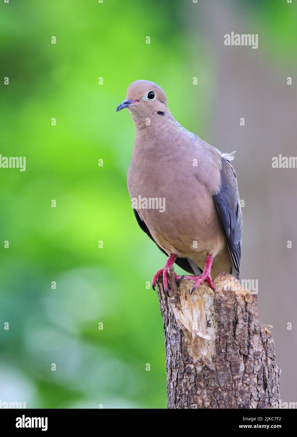 A vertical shot of a Passenger Pigeon standing on a tree trunk Stock ...