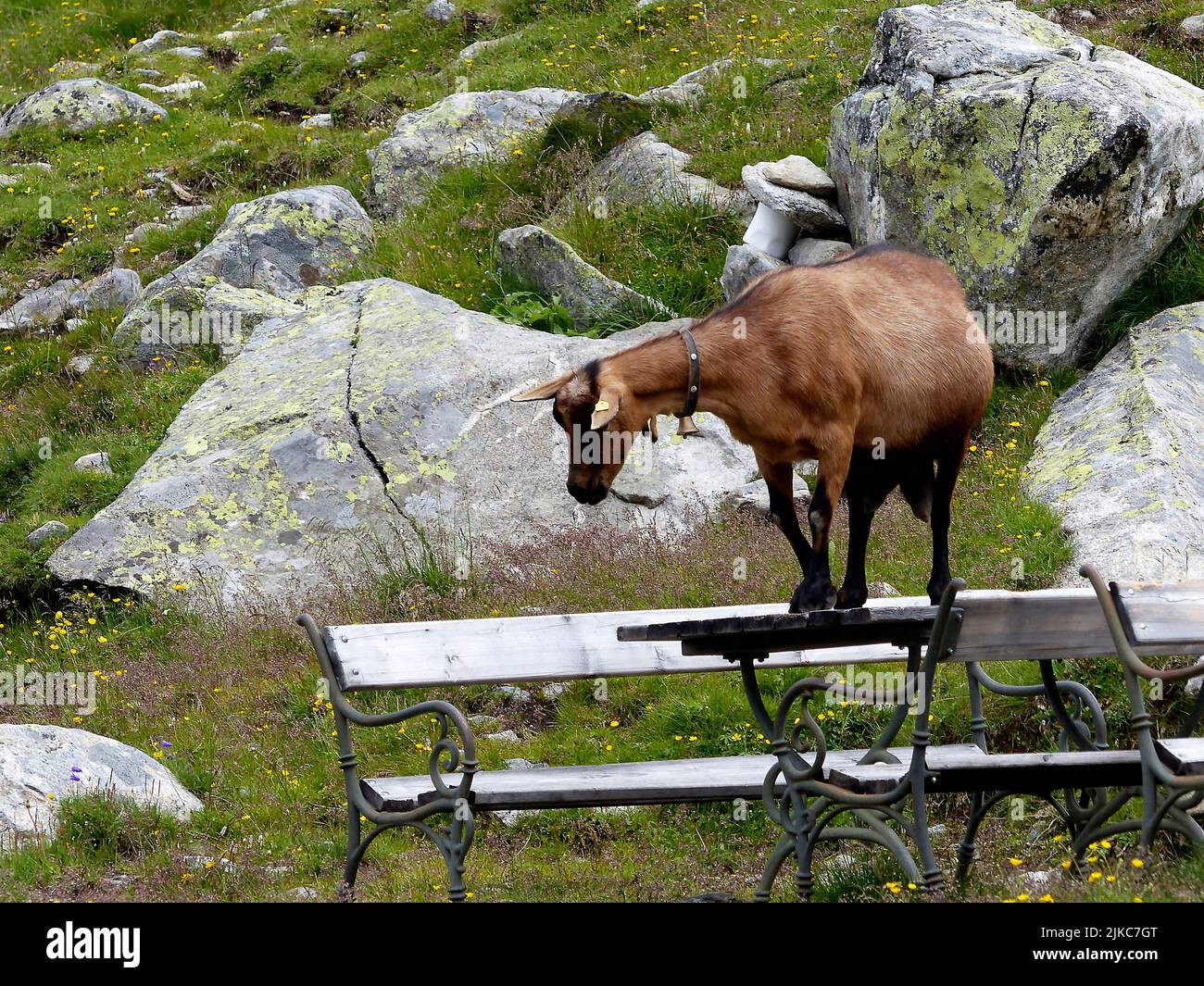 Mountain goat in Bavarian mountains, Germany in springtime Stock Photo ...