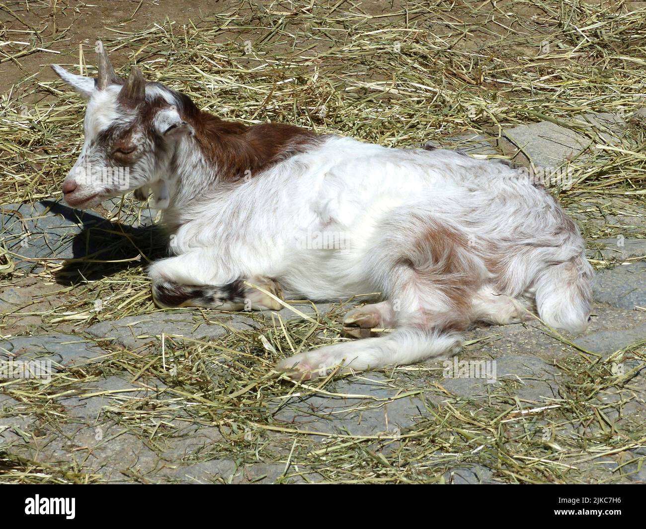 Mountain goat in Bavarian mountains, Germany in springtime Stock Photo ...