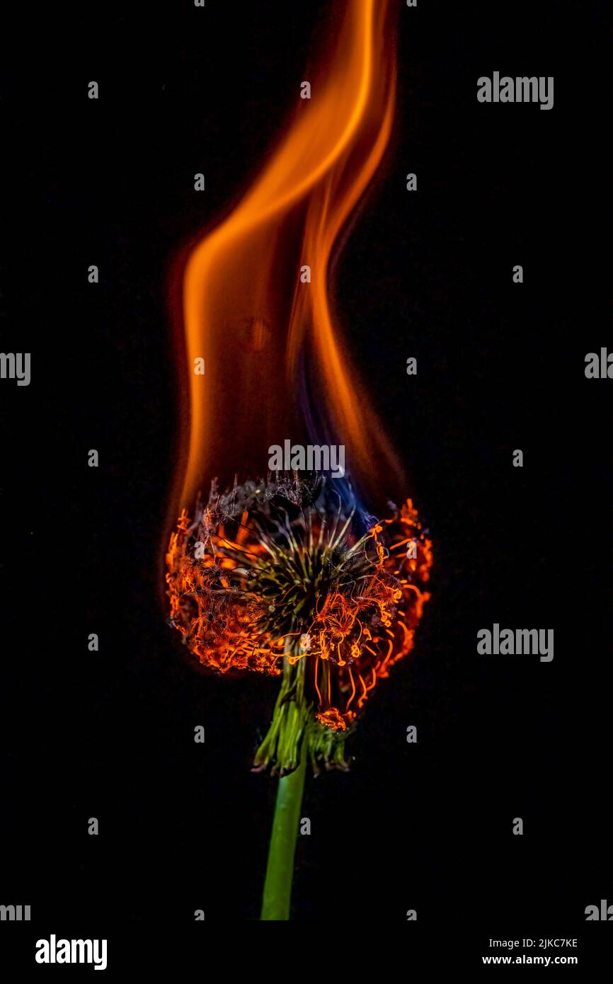 A vertical shot of a burning dandelion on fire with flames isolated on ...