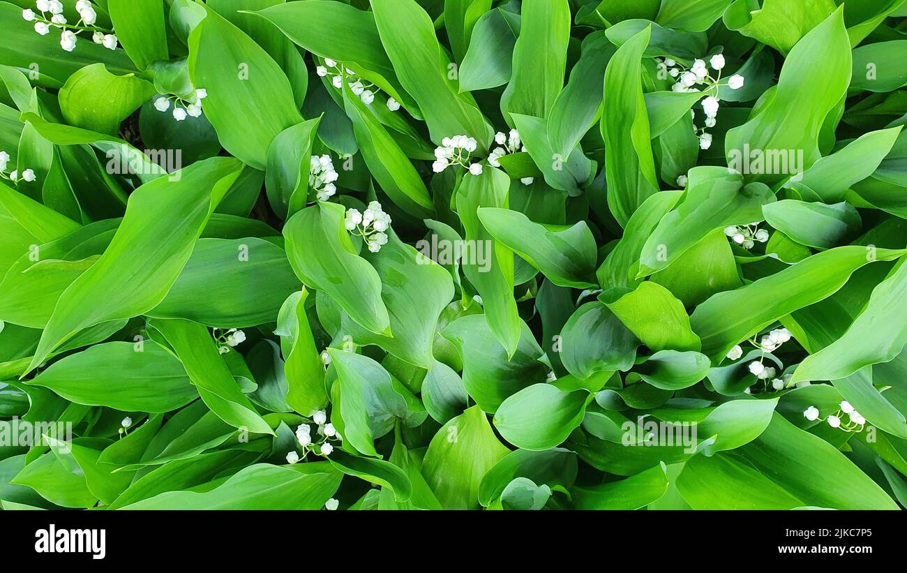 A top view of lilies of the valley (Convallaria majalis Stock Photo - Alamy