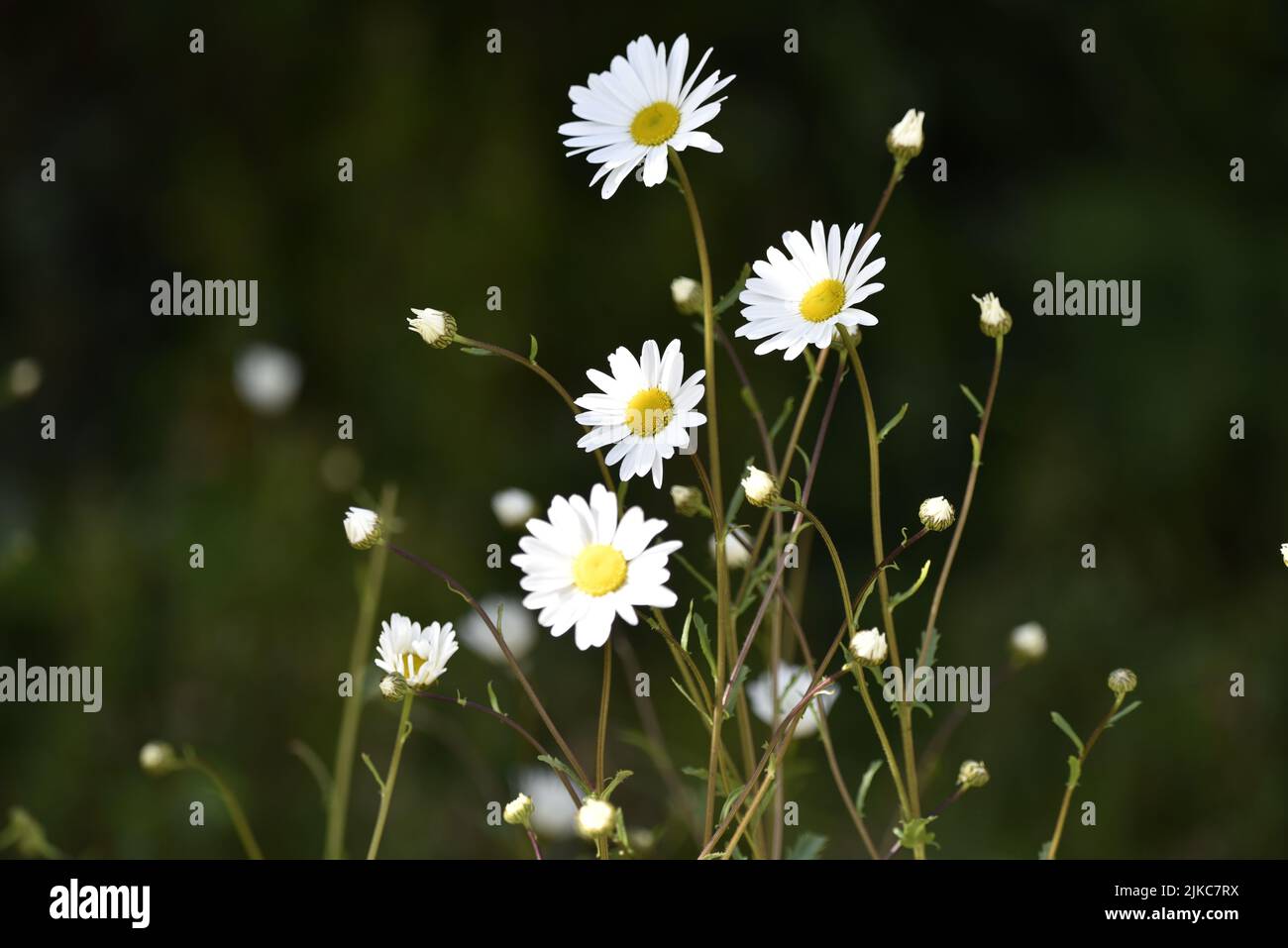Low-Key Image of Sunlit Oxeye Daisies (Leucanthemum vulgare), Middle Foreground of Image ...