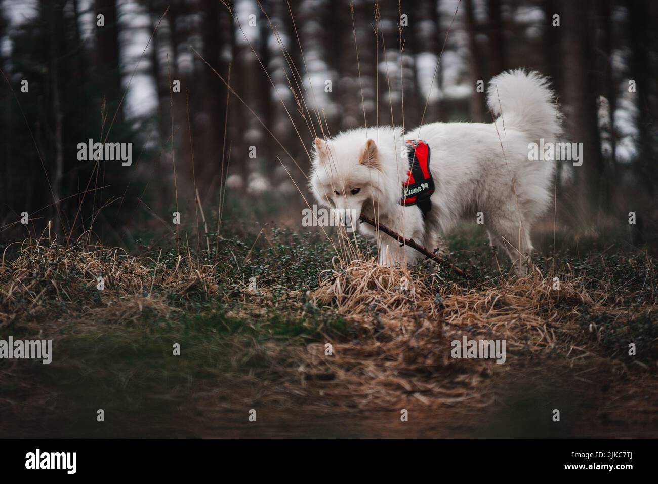 A shallow focus of a Samoyed dog on a leash walking in forest Stock ...