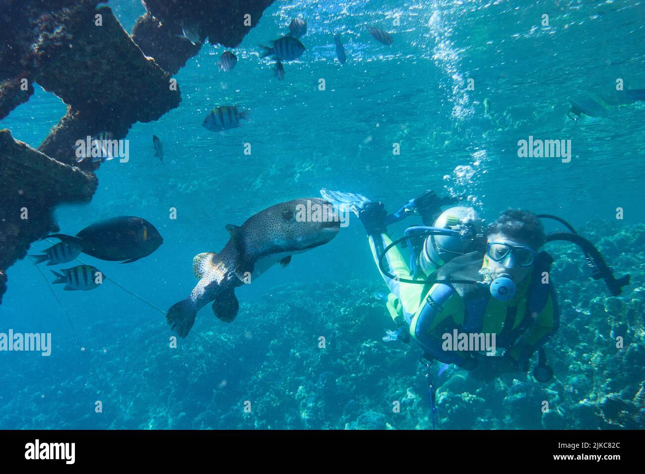 A caucasian male diver underwater with coral and huge fish in Red Sea ...