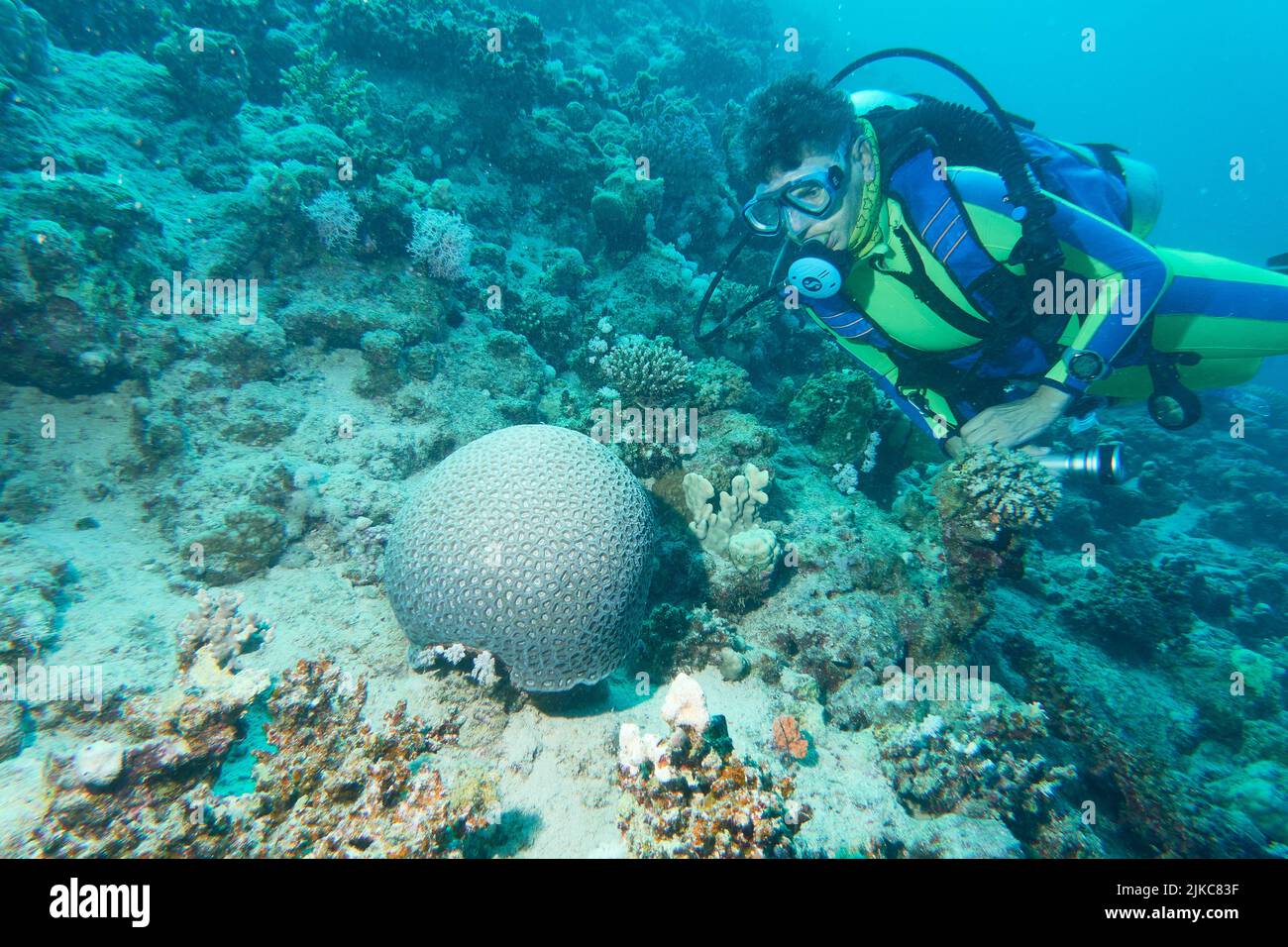 A caucasian male diving underwater near huge fish in Red Sea, Mrsa Alam ...