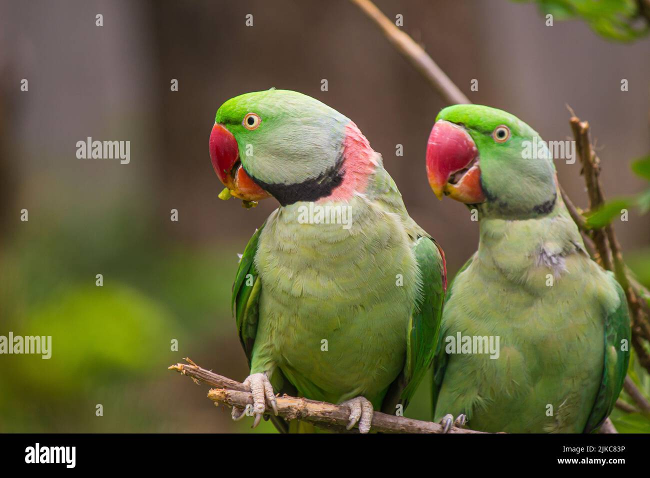 Alexandrine parakeets hi-res stock photography and images - Alamy