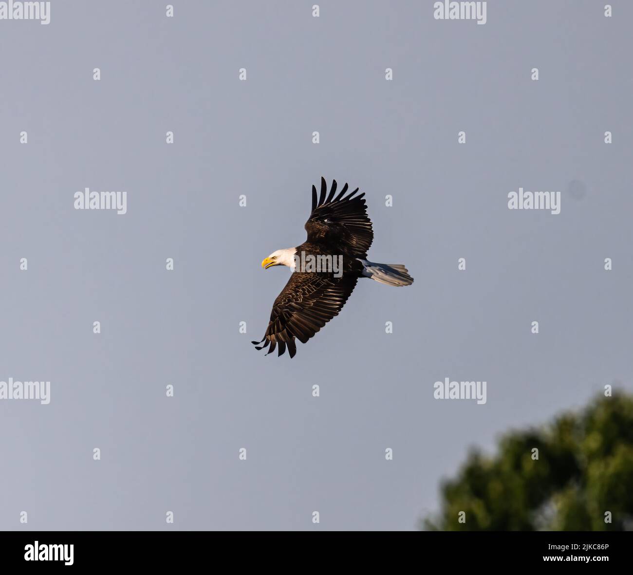 A beautiful hawk flying in the sky Stock Photo - Alamy